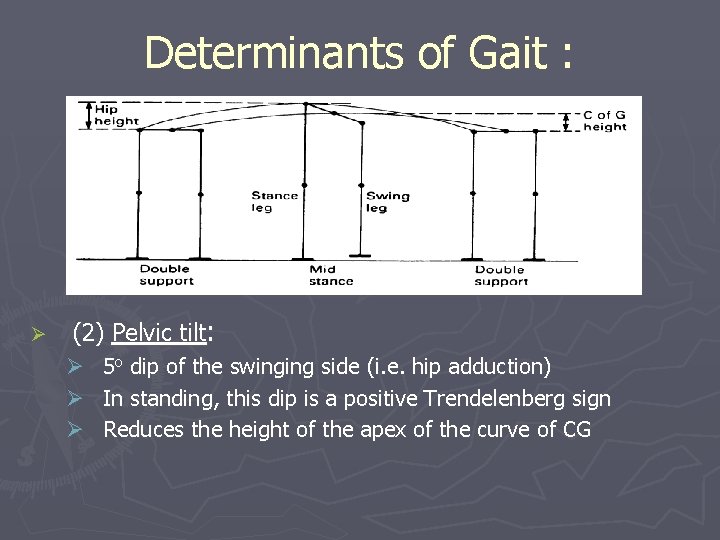 UNDERSTANDING NORMAL PATHOLOGICAL GAIT Mahmoud Sarmini M D