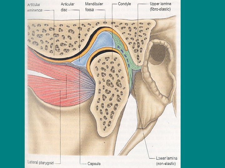 FUNCTIONAL ANATOMY OF TEMPOROMANDIBULAR JOINT TEMPOROMANDIBULAR JOINT Two