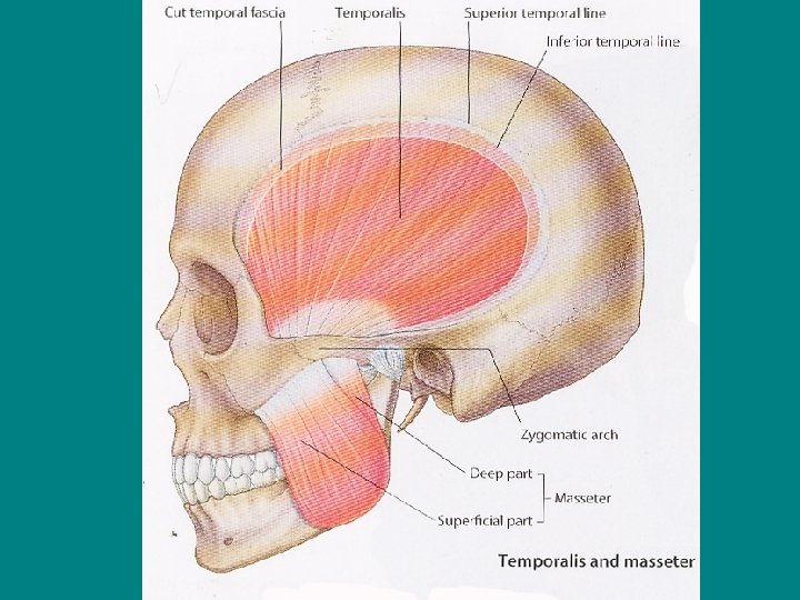 FUNCTIONAL ANATOMY OF TEMPOROMANDIBULAR JOINT TEMPOROMANDIBULAR JOINT Two