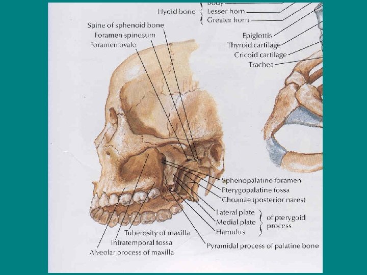 FUNCTIONAL ANATOMY OF TEMPOROMANDIBULAR JOINT TEMPOROMANDIBULAR JOINT Two