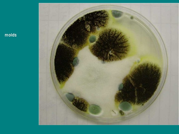 Fungi All multicellular fungi have hyphae tubular growth