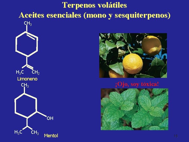 Tema 26 Introduccin al Metabolismo Secundario 1 Objetivo