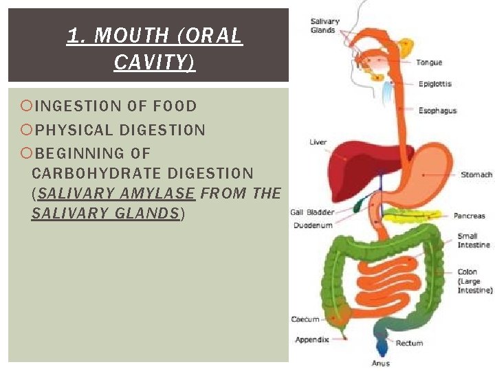 DIGESTION SECT 29 P 6769 DIGESTION PROCESS THAT