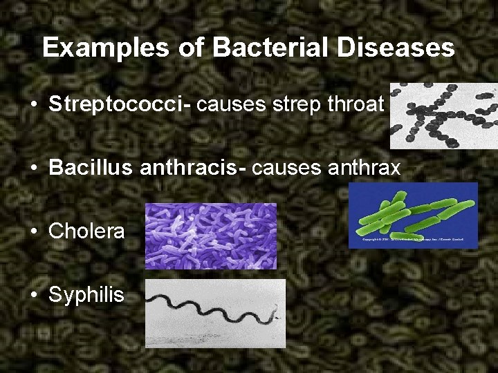 Chapter 15 23 Bacteria Viruses The Immune System