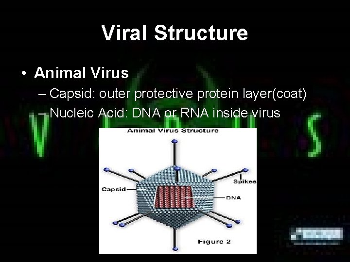 Chapter 15 23 Bacteria Viruses The Immune System