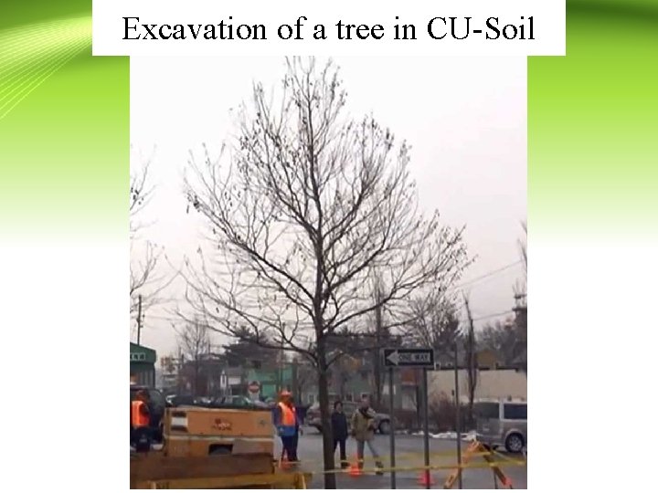 Excavation of a tree in CUSoil Total Tree