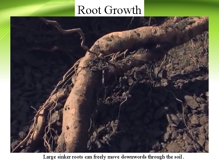 Excavation of a tree in CUSoil Total Tree