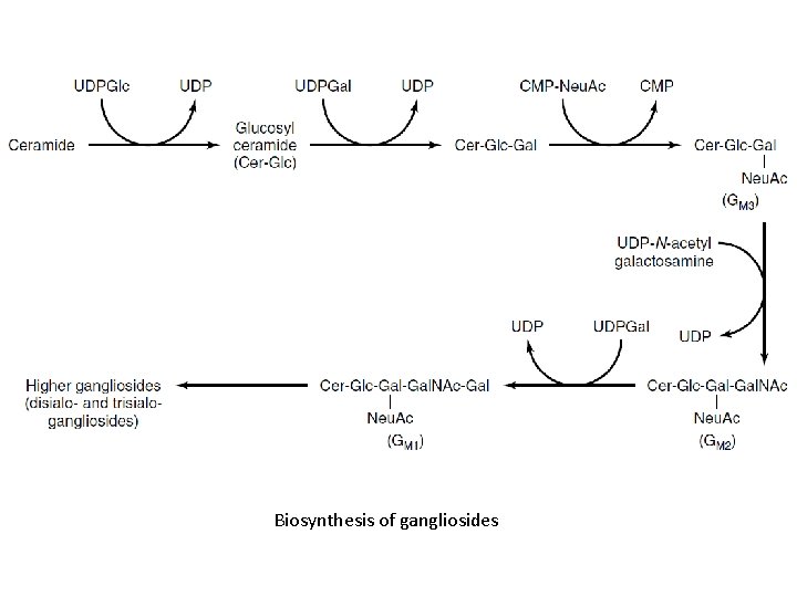Metabolism of Acylglycerols Sphingolipids BIOMEDICAL IMPORTANCE ...