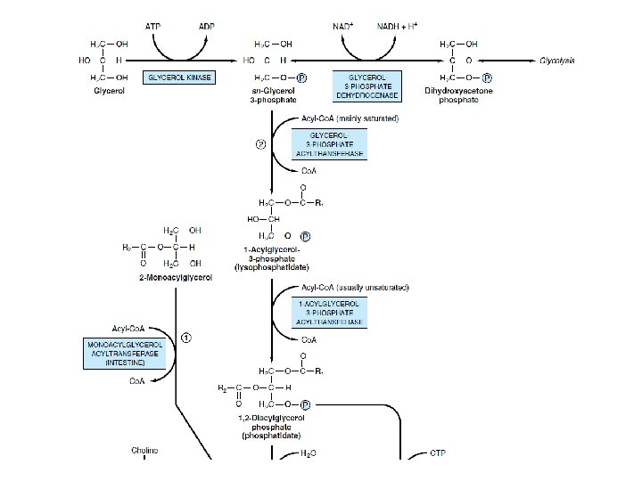 Metabolism of Acylglycerols Sphingolipids BIOMEDICAL IMPORTANCE ...