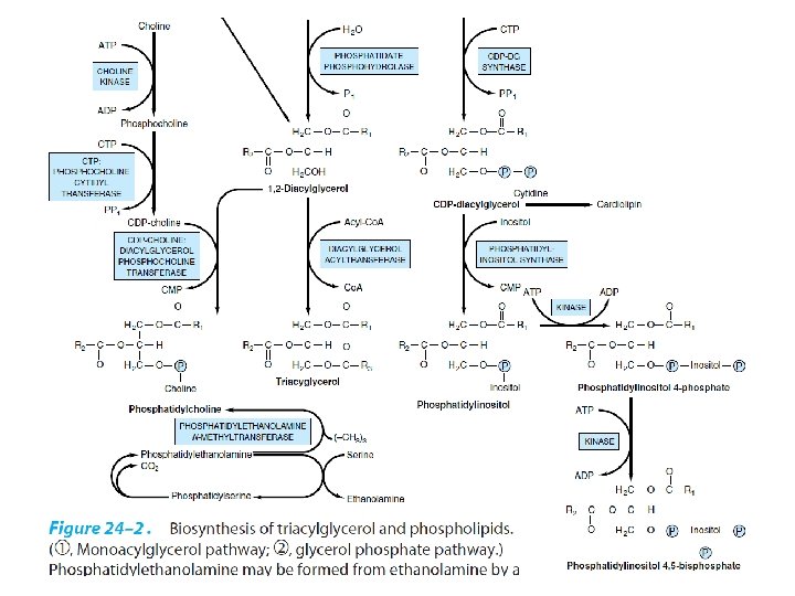 Metabolism of Acylglycerols Sphingolipids BIOMEDICAL IMPORTANCE ...