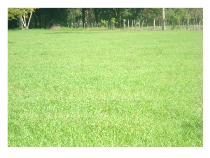 PASTOS PASTOS Y FORRAJES Que son pastos y