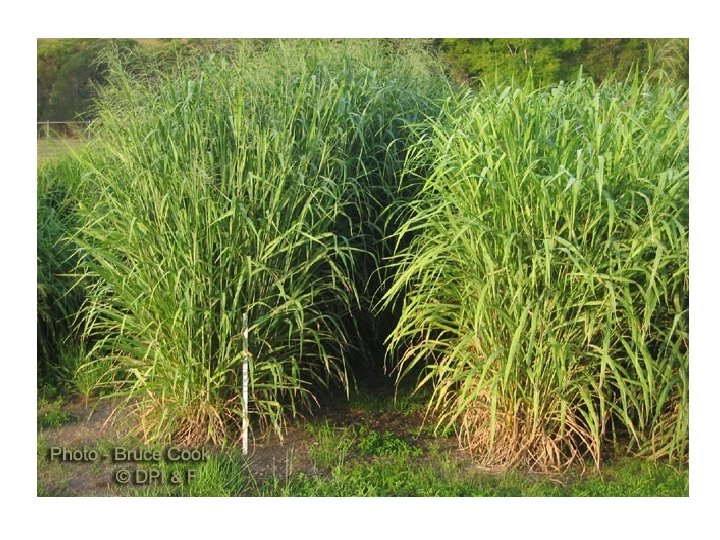 PASTOS PASTOS Y FORRAJES Que son pastos y