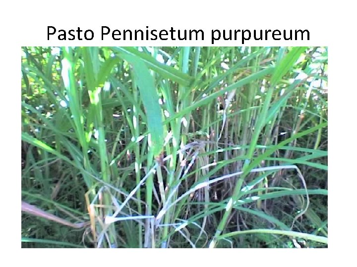 PASTOS PASTOS Y FORRAJES Que son pastos y