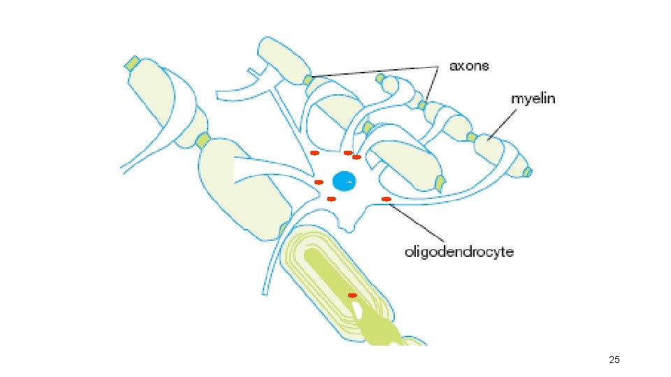 FINDING OF MYELIN ENERGETIC FUNCTION SUPPORTING THE AXONAL