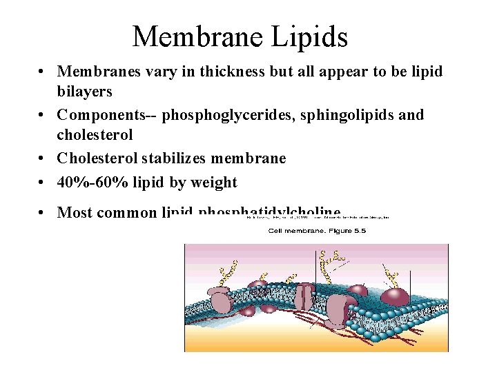 Membrane Transport Structure of Biological Membranes Diffusion and