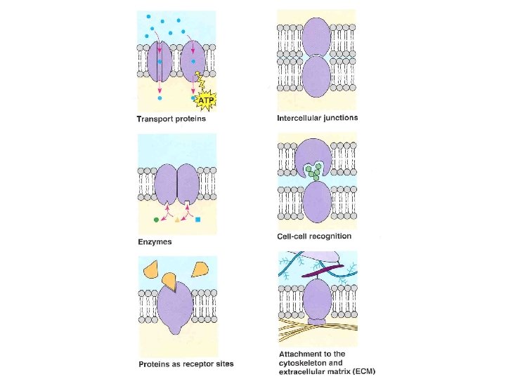 Membrane Transport Structure of Biological Membranes Diffusion and