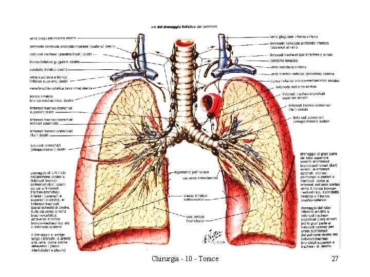 PATOLOGIA CHIRURGICA DELLAPPARATO POLMONARE Chirurgia 10 Torace 1