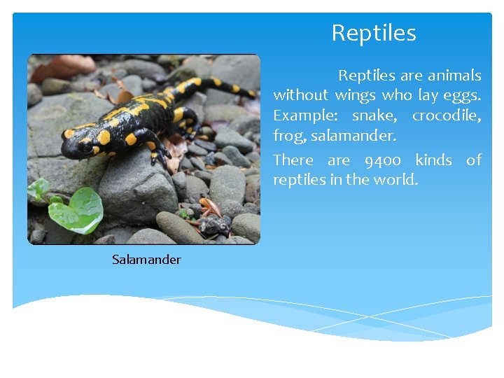Reptiles are animals without wings who lay eggs