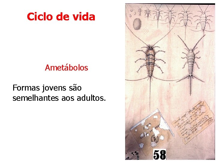 Artrpodes Vetores de Doenas e Parasitas Controle de