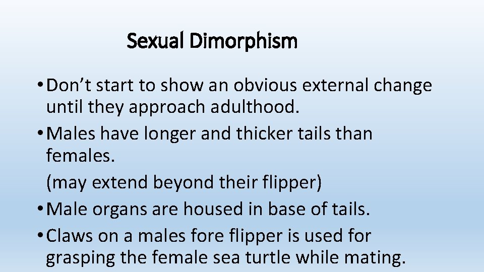 Marine Sea Turtles ms Shederia Willia t Tahlia