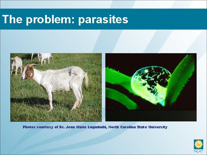 Controlling Internal Parasites in Small Ruminants Sheep Goat