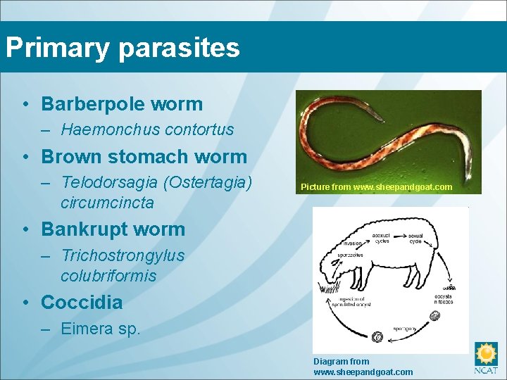 Controlling Internal Parasites in Small Ruminants Sheep Goat