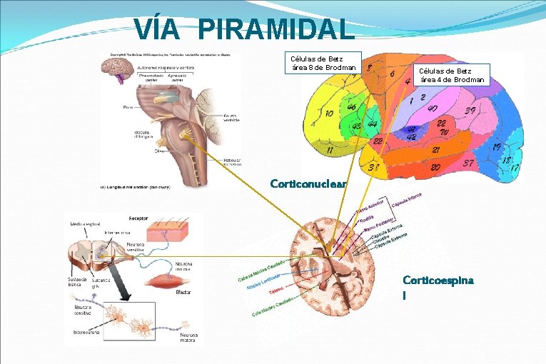 SINDROME PIRAMIDAL Dr Fernando Capobianco Sandoval Dr Juan