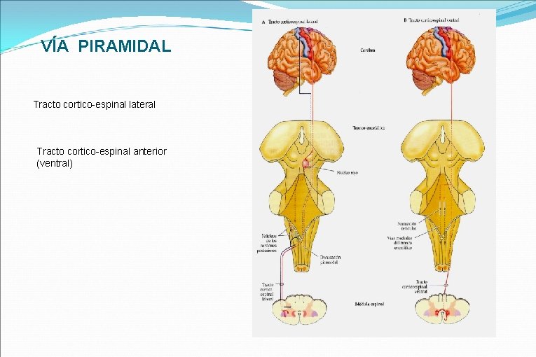 SINDROME PIRAMIDAL Dr Fernando Capobianco Sandoval Dr Juan