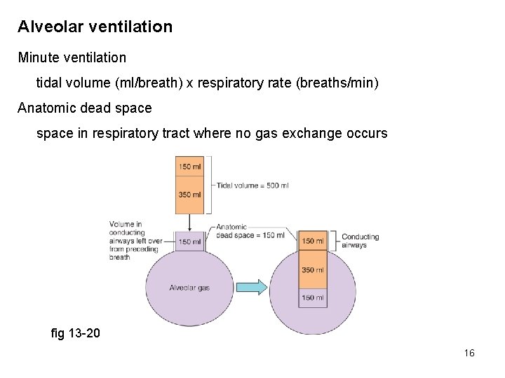 Respiratory tract anatomy fig 13 1 1 Conducting