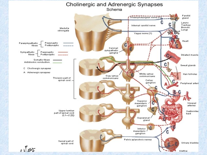 SISTEM SARAF PERIFER DAN OTONOM NERVUS KRANIALIS N
