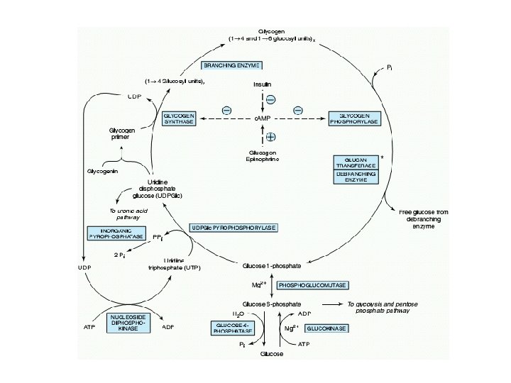 PENGERTIAN METABOLISME Metabolisme adalah proses sel mengekstrak energi