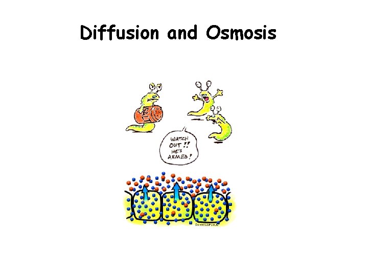 Diffusion and Osmosis Outline Learn the concepts of