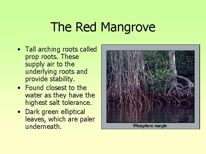 Mangrove Ecosystems What are Mangroves Mangroves are plants