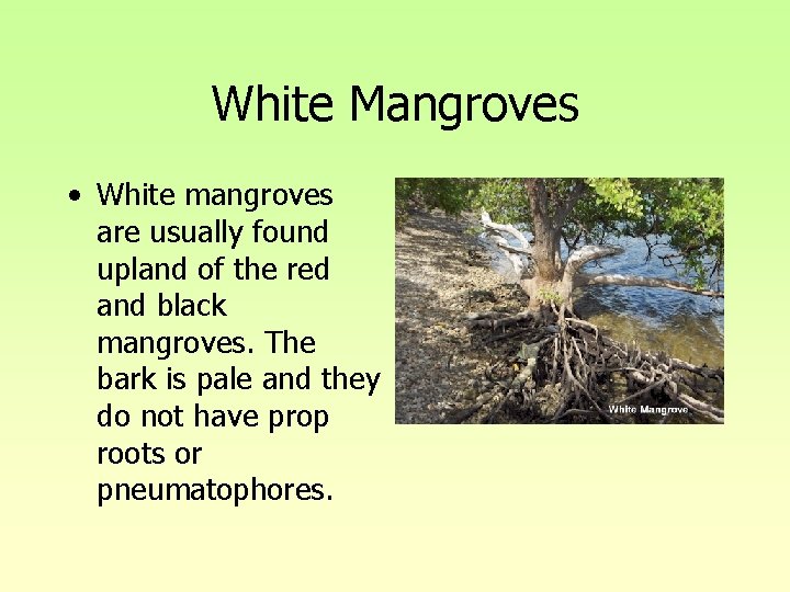 Mangrove Ecosystems What are Mangroves Mangroves are plants