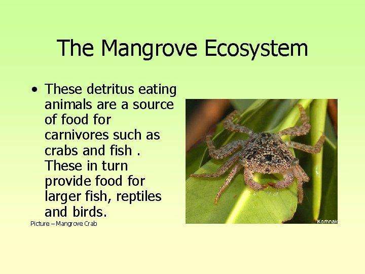 Mangrove Ecosystems What are Mangroves Mangroves are plants