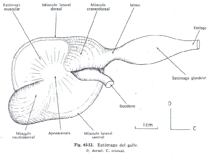 SISTEMA DIGESTIVO DE LAS AVES ALEXANDER MEDRANO M