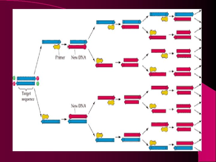 Polymerase Chain Reaction Group 3 Mitika Patel Sheena