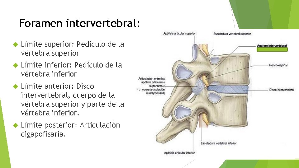 Universidad Autnoma del Estado de Mxico Facultad de