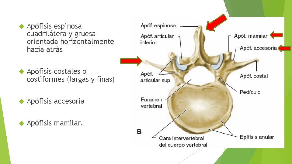 Universidad Autnoma del Estado de Mxico Facultad de