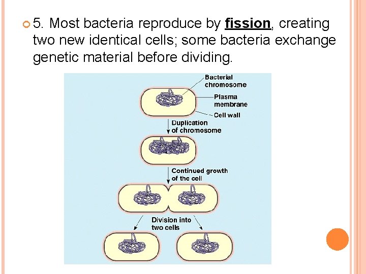 CH 7 BACTERIA Life Science SECTION 1 WHAT