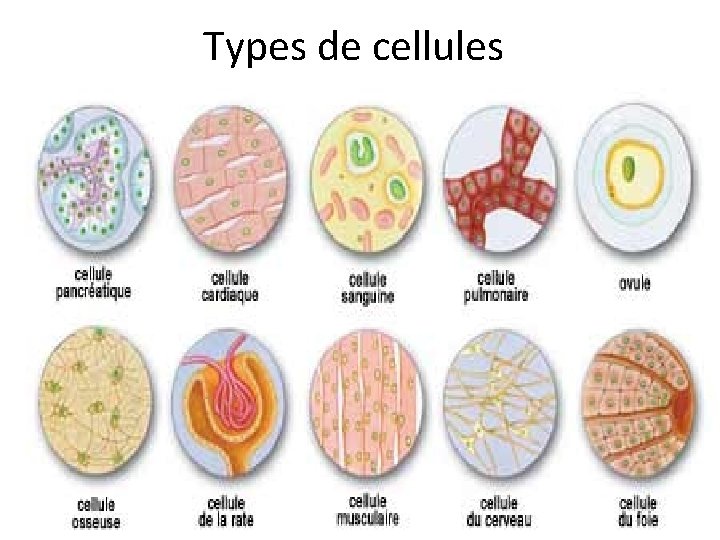 NOYAU INTERPHASIQUE Pr AddouBenounnane S Ton corps contient