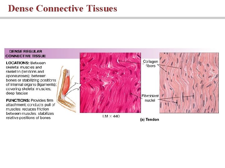 Anatomy Physiology Lecture 4 Chapter 4 The Tissue