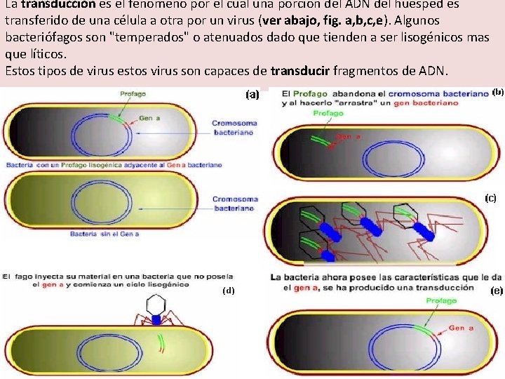 INTRODUCCIN La recombinacin consiste en la produccin de