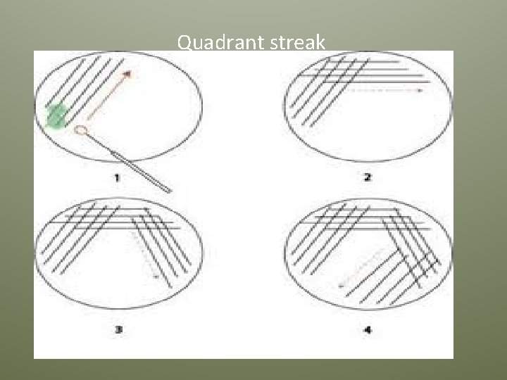 Microbial Biotechnology Reem Alsharief Lab 3 General Methods