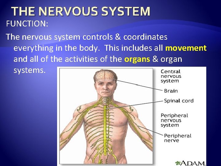 SYSTEMS OF THE BODY THE NERVOUS SYSTEM FUNCTION