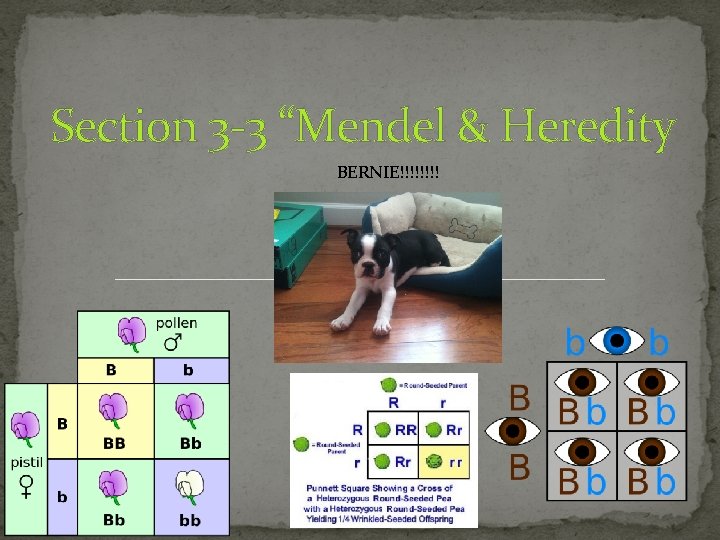 Section 3 3 Mendel Heredity BERNIE Lesson Objectives
