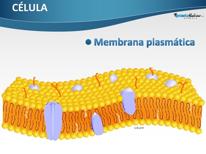CLULA CLULA Protoplasma Carioplasma Citoplasma CLULA CLULA A