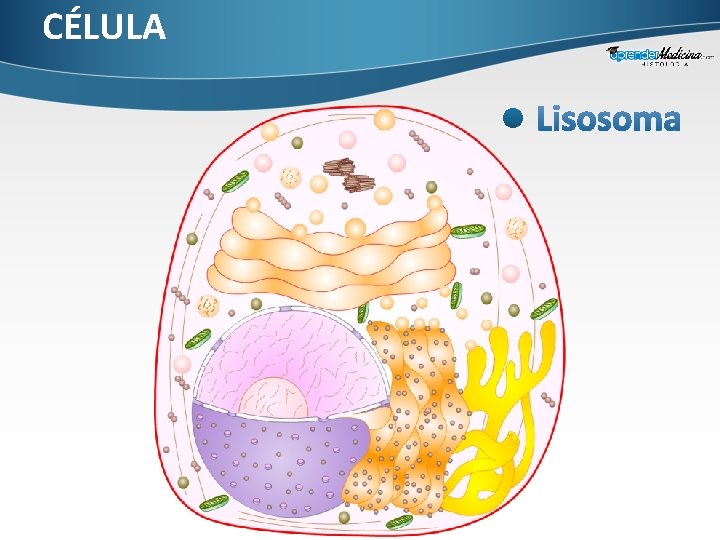 CLULA CLULA Protoplasma Carioplasma Citoplasma CLULA CLULA A
