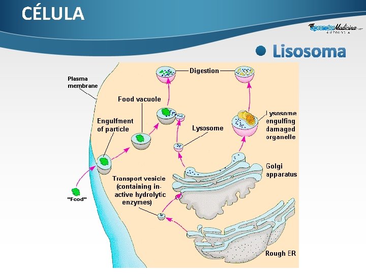 CLULA CLULA Protoplasma Carioplasma Citoplasma CLULA CLULA A