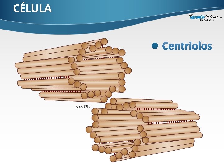 CLULA CLULA Protoplasma Carioplasma Citoplasma CLULA CLULA A